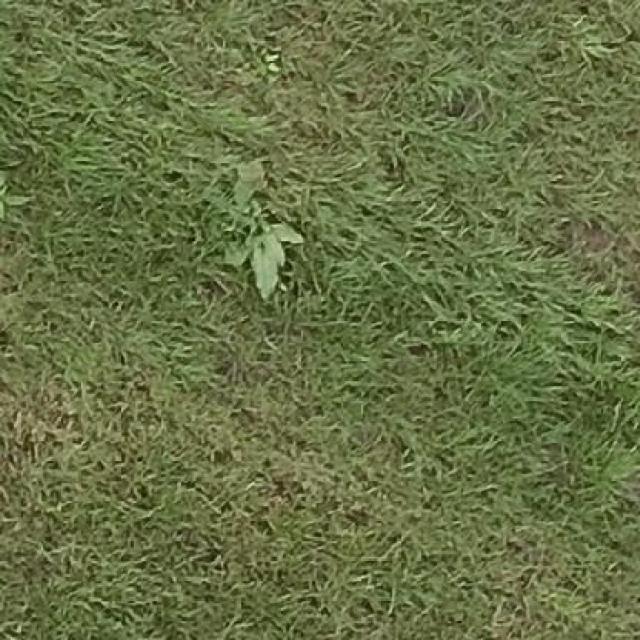Weed Detection Object Detection Dataset And Pre Trained Model By Dev