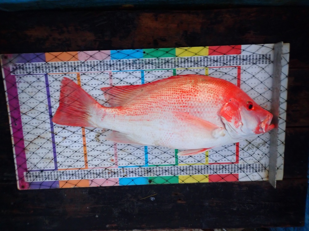 fyan - Roboflow Universe