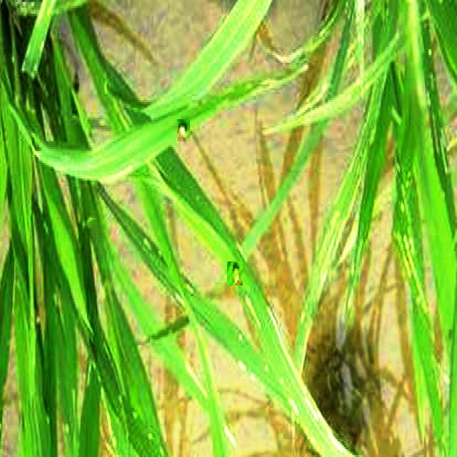 Dataset Rice Black Bug Object Detection Dataset By Detectionnienluan