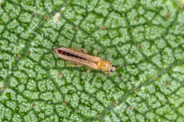 dataset-Thrips2-Thrips Object Detection Dataset by detectionnienluan