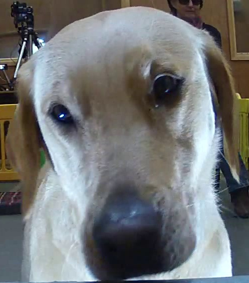 dogs_parts Instance Segmentation Dataset by annotate