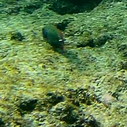 Fish classification Classification Dataset by Chris