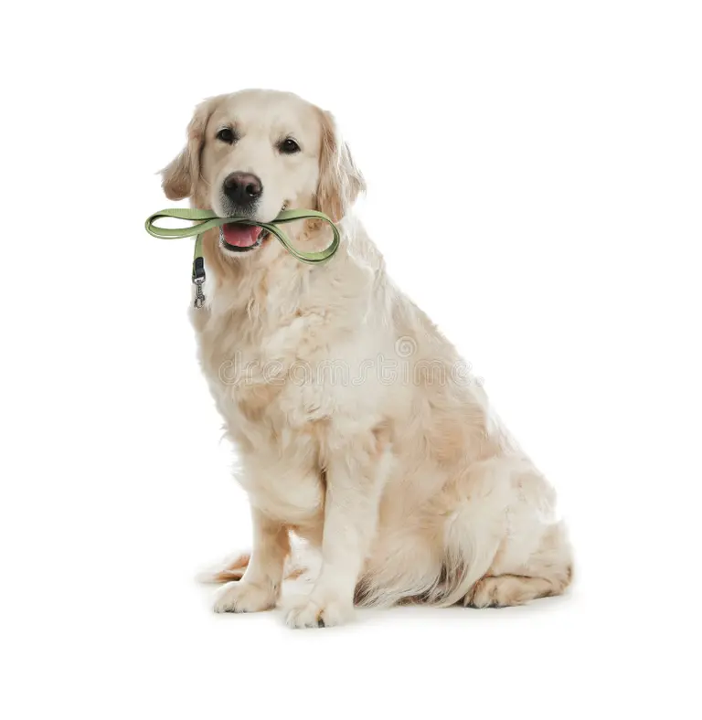 walk-rope Instance Segmentation Dataset by dog