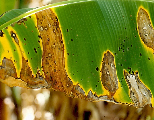 How To Use The Banana Disease Object Detection Api