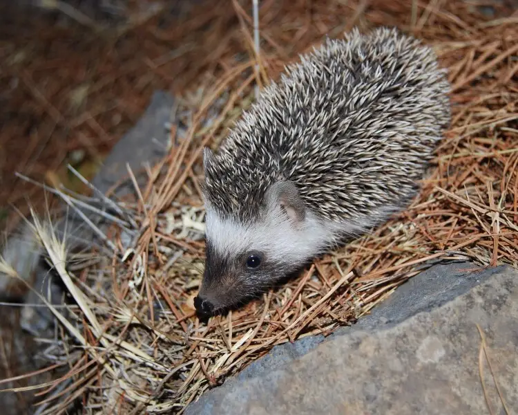 hedgehogs Object Detection Model by AGH PI 1