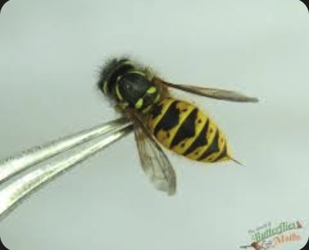 Hornets Object Detection Model by BeeHornets