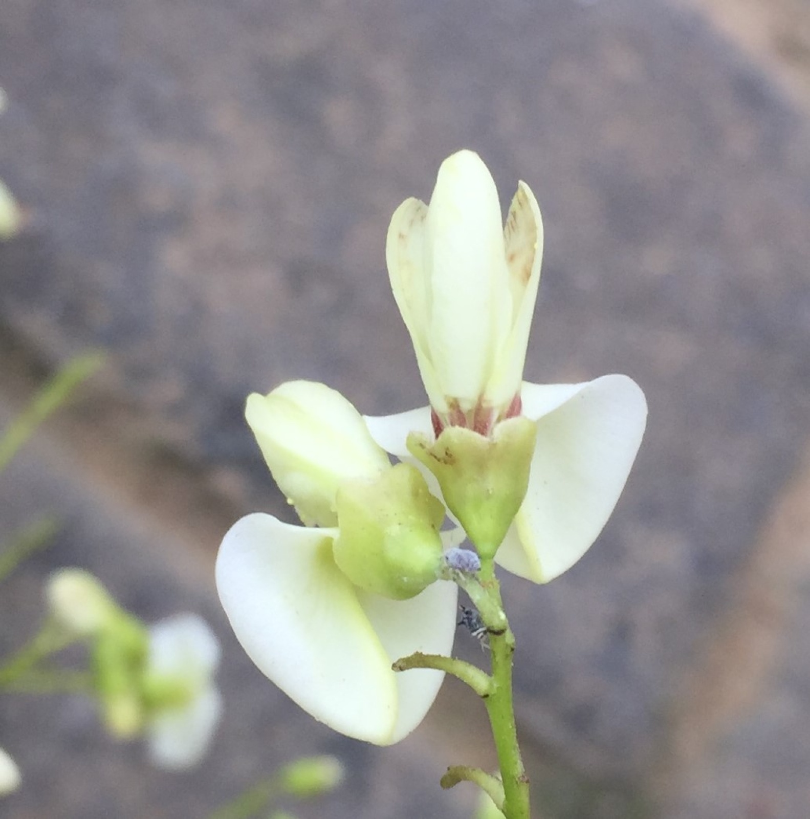 Flower classification Classification Dataset by AEH