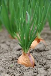 onion disease leaf Object Detection Dataset by alfan