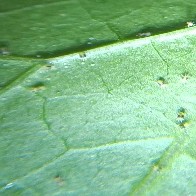 Mite Hunter Object Detection Dataset by MiteHunter2