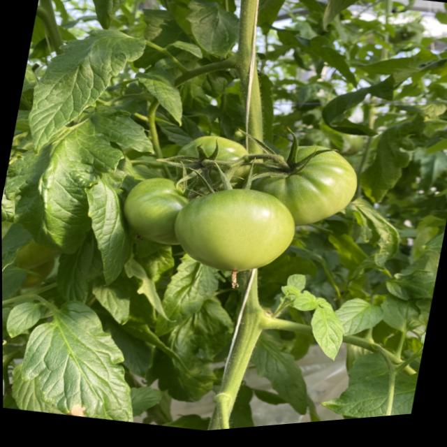 tomato Object Detection Dataset by 11