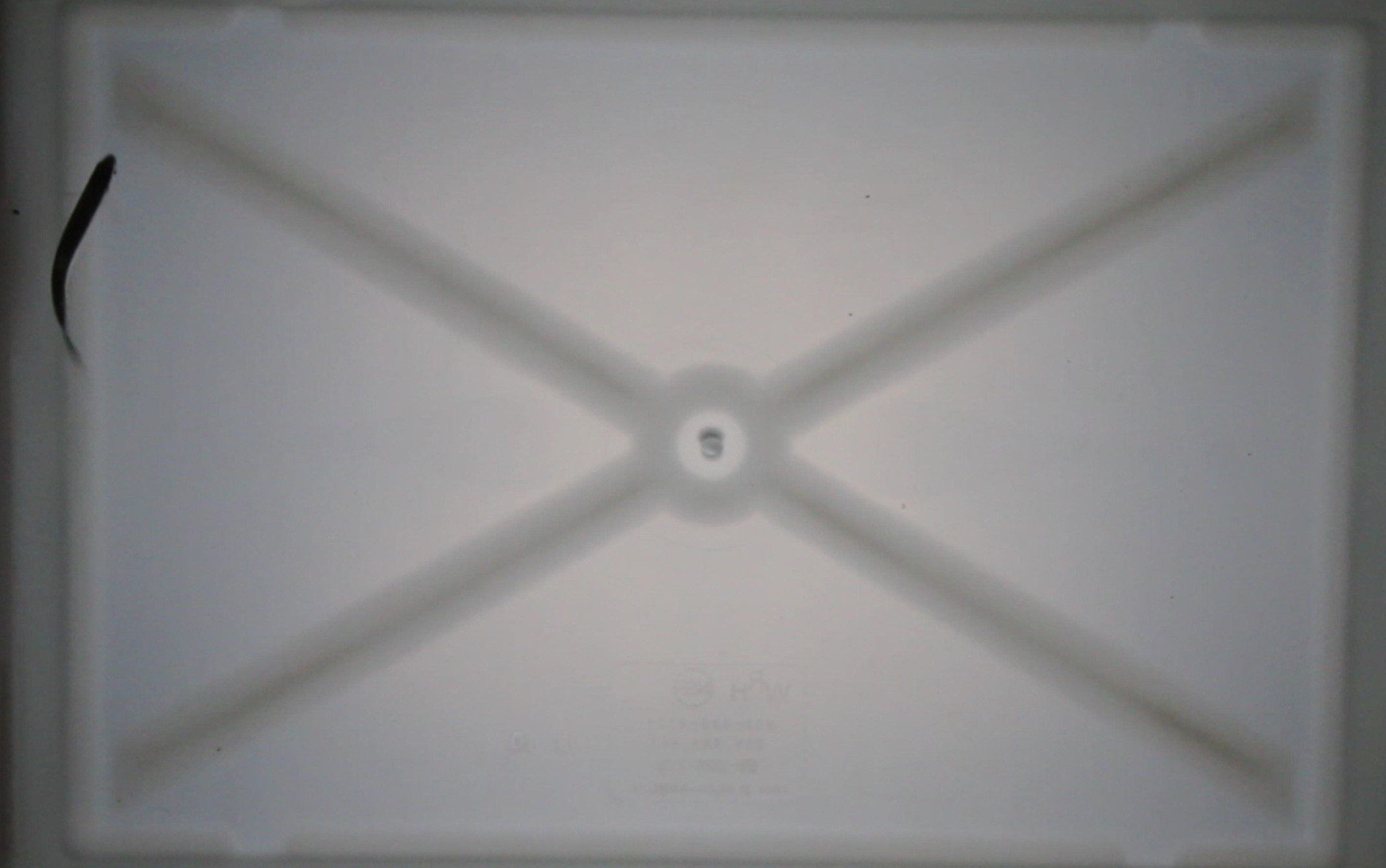 Shiners Object Detection Dataset and Pre-Trained Model by Fish Project