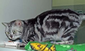 Cat Breed Object Detection Model by Clearyy