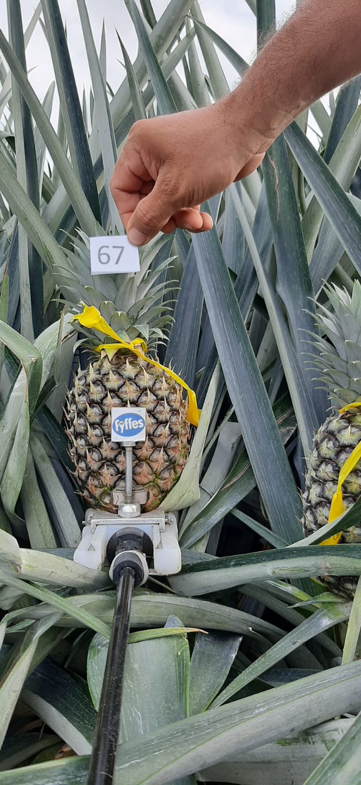 Ananas Object Detection Model by Ishangoai