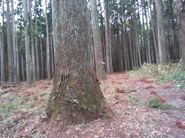 forest obstacle Object Detection Dataset and Pre-Trained Model by tree detection