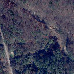 Trees Semantic Segmentation Dataset by test