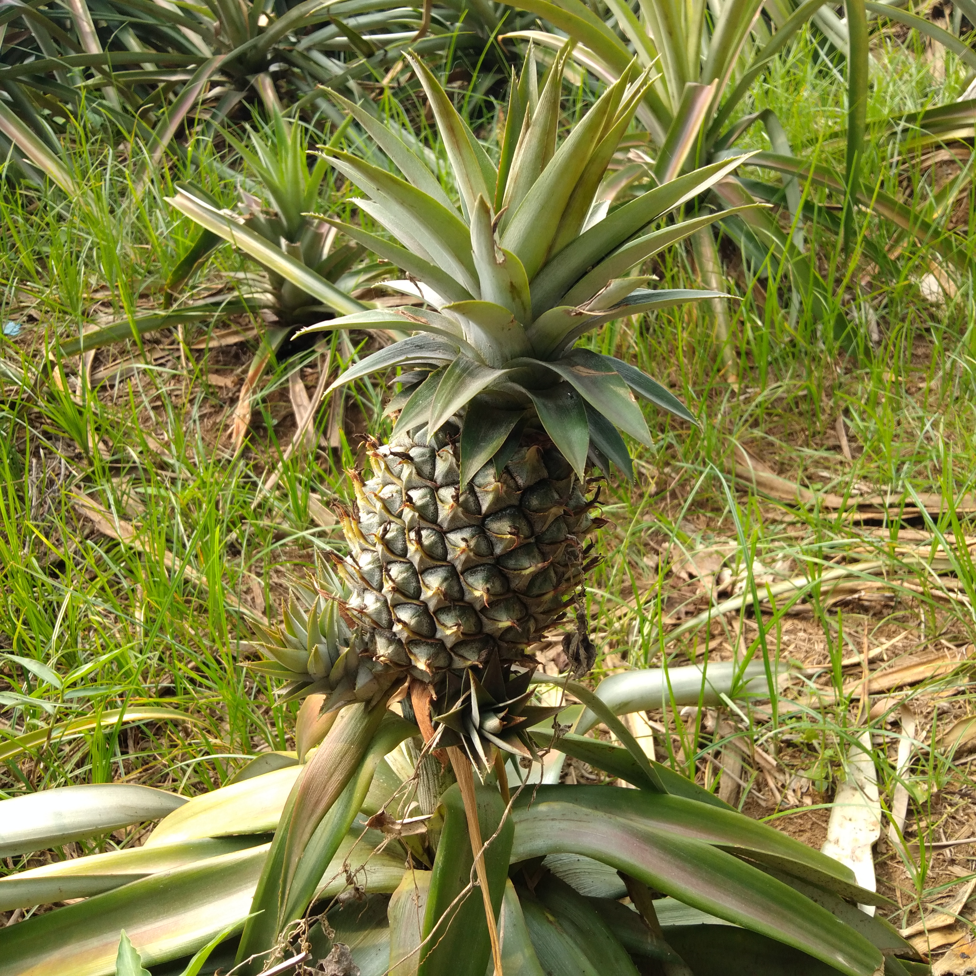 PinyaSuri Testing 0.1 Classification Model by ECE 4 Workspace