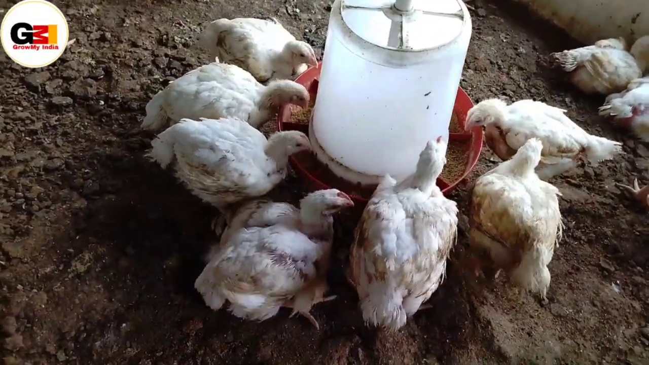 Broiler Chicken Detection Object Detection Dataset And Pre Trained
