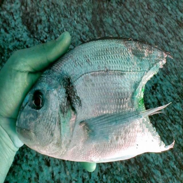 fish skin diseases detection 2 Object Detection Dataset by Saia