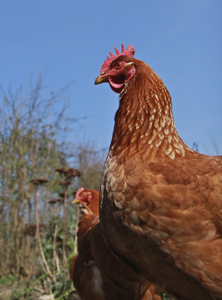 Poultry Health Detectior Object Detection Dataset And Pre Trained Model