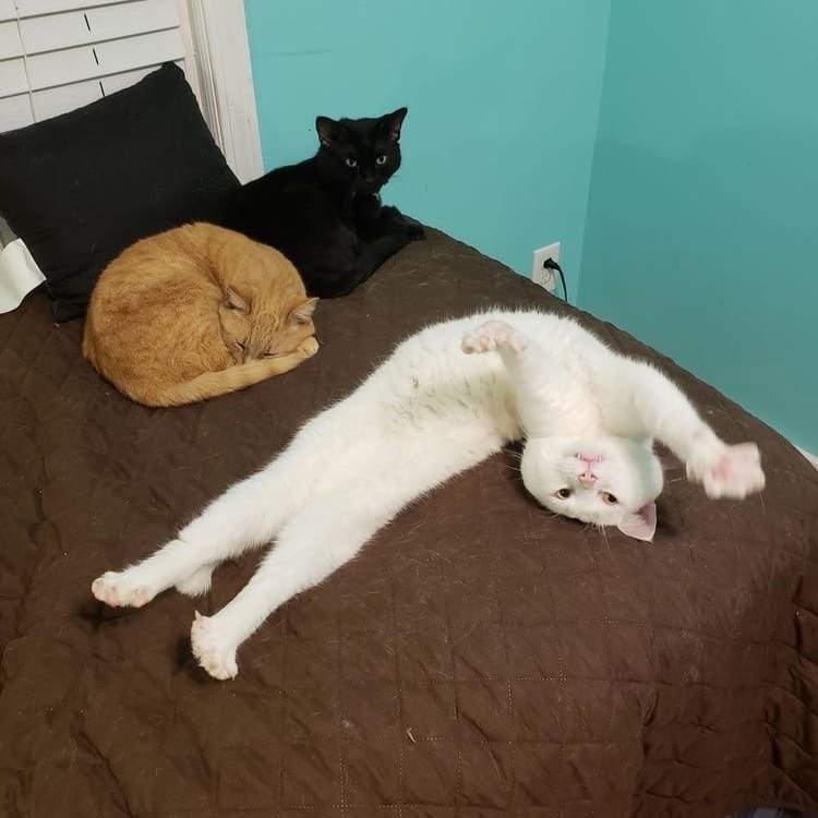 Cats Object Detection Dataset by The Super Nekita