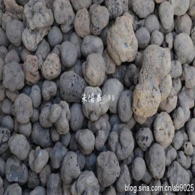 Mushroom Classification Classification Dataset And Pre Trained Model By Mushroom