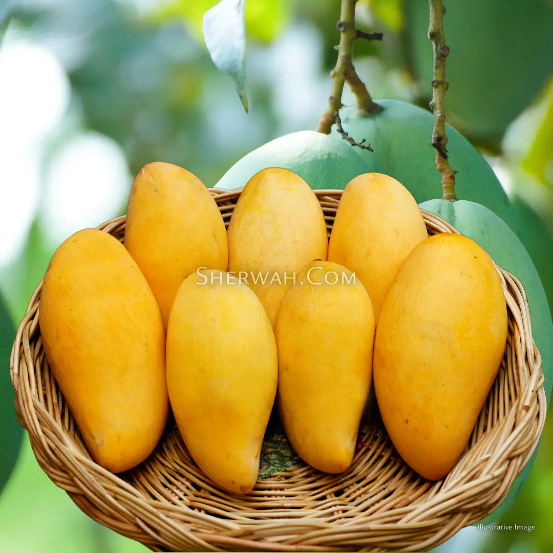 mango Object Detection Dataset by public