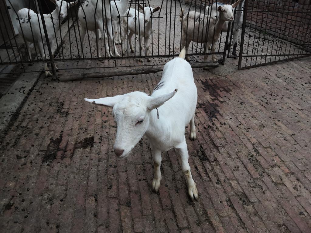 Object Detection Object Detection Dataset By Cattle Detection 2