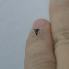 MOSQUITO DETECTION Classification Model by mosquito