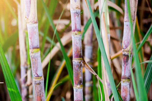 Sugarcane maturity Instance Segmentation Dataset and Pre-Trained Model by tip manila