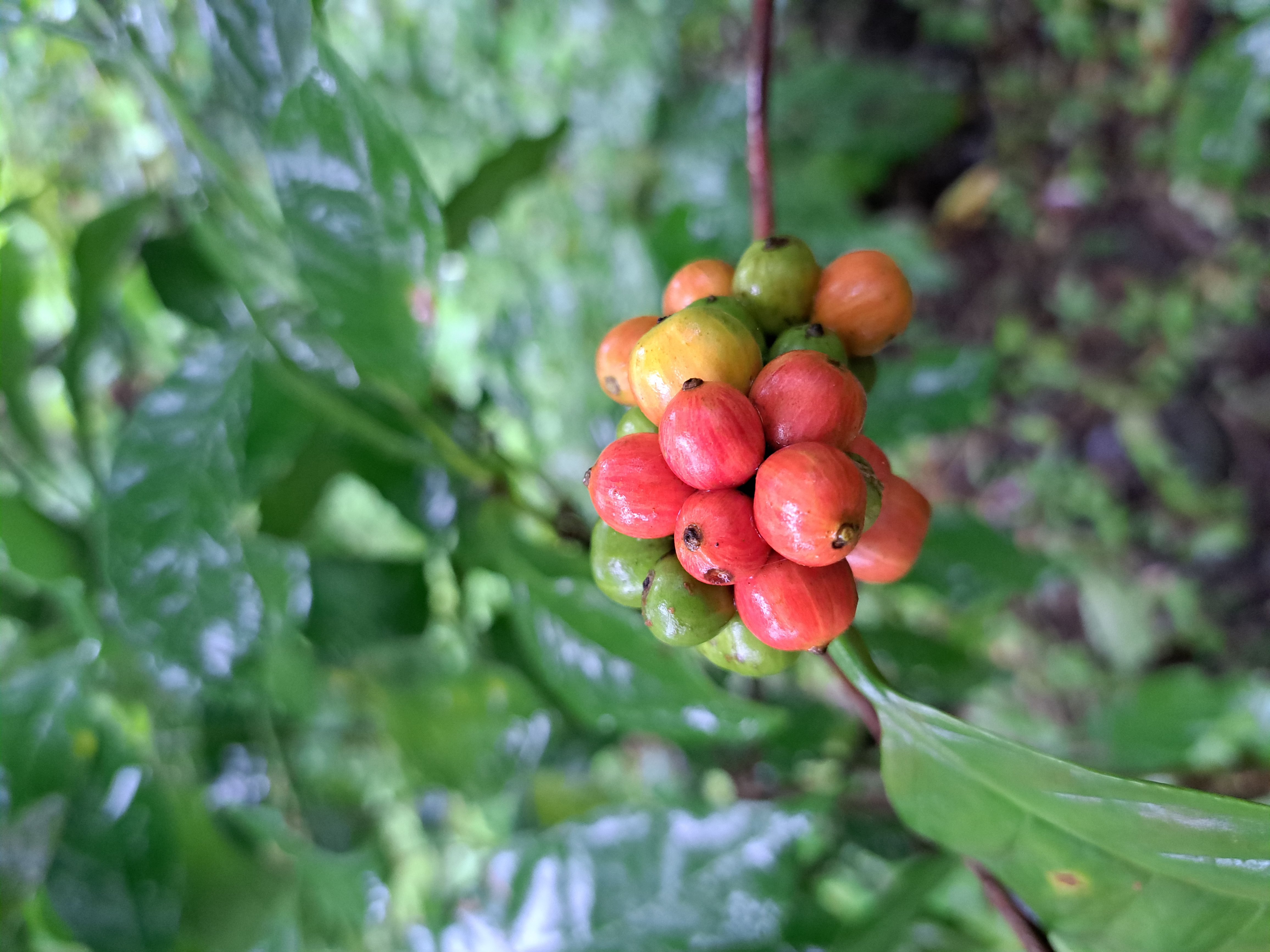 BINARY CLASS COFFEE Object Detection Dataset by ILOILO SCIENCE AND ...