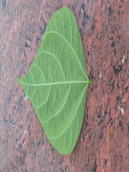 open cv (open-cv-unqdm) - Roboflow Universe