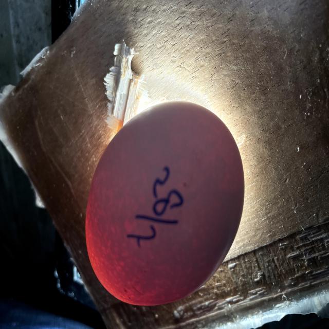 Detection Eggs Object Detection Dataset By My Projects