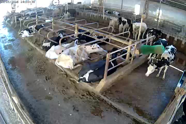 Cow Detection 1 Object Detection Dataset And Pre Trained Model By Daisee