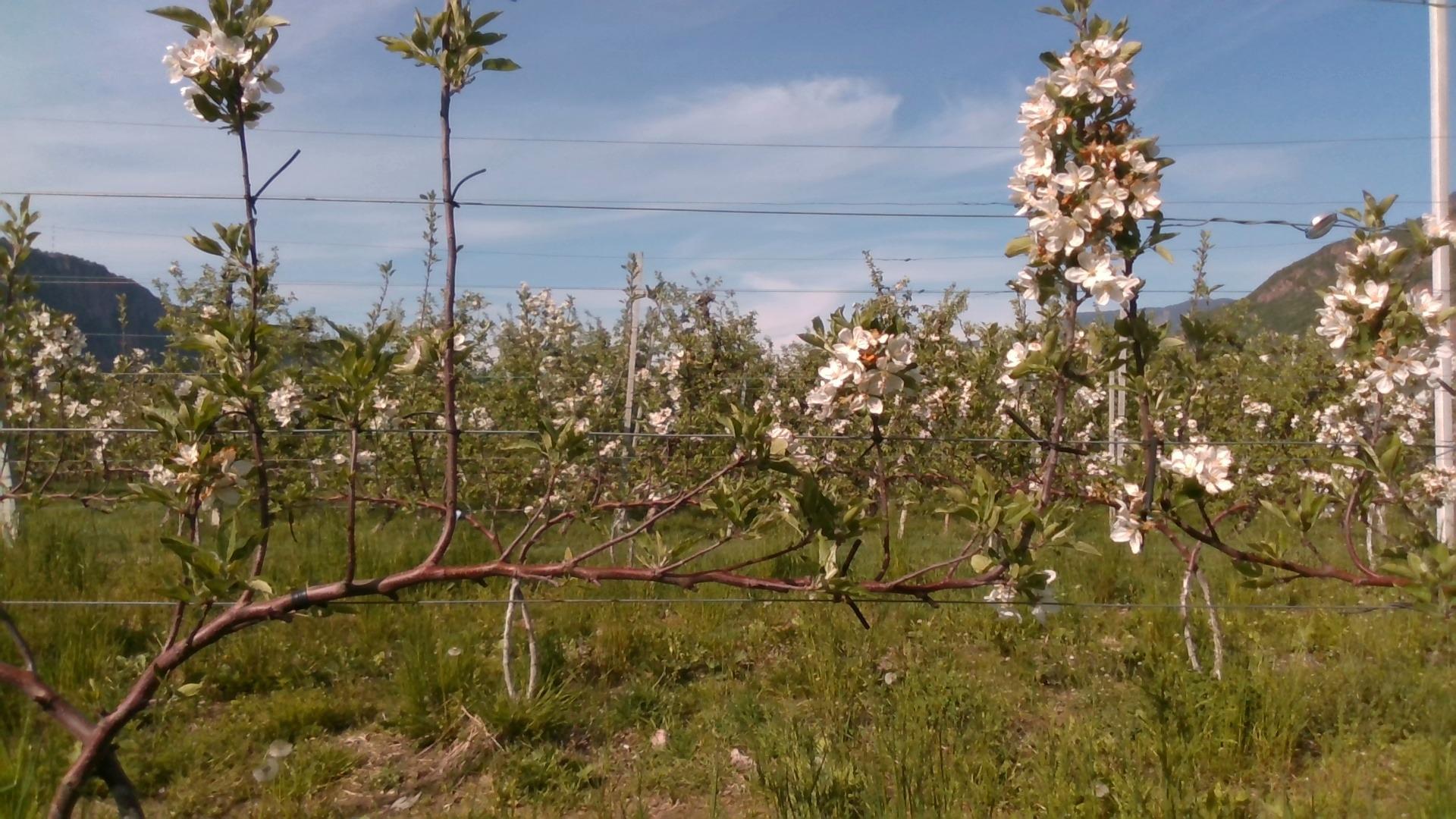 Apple Flowers Object Detection Model V1 2025 02 05 9 57pm By Flowers