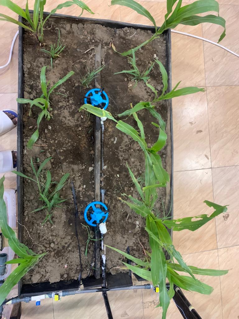 Weed And Maize Detection Object Detection Dataset And Pre Trained Model By Proyecto Palmera Aceitera