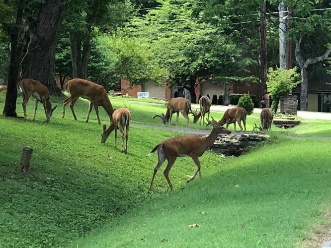 Deer Object Detection Dataset and Pre-Trained Model by Galen Marsh