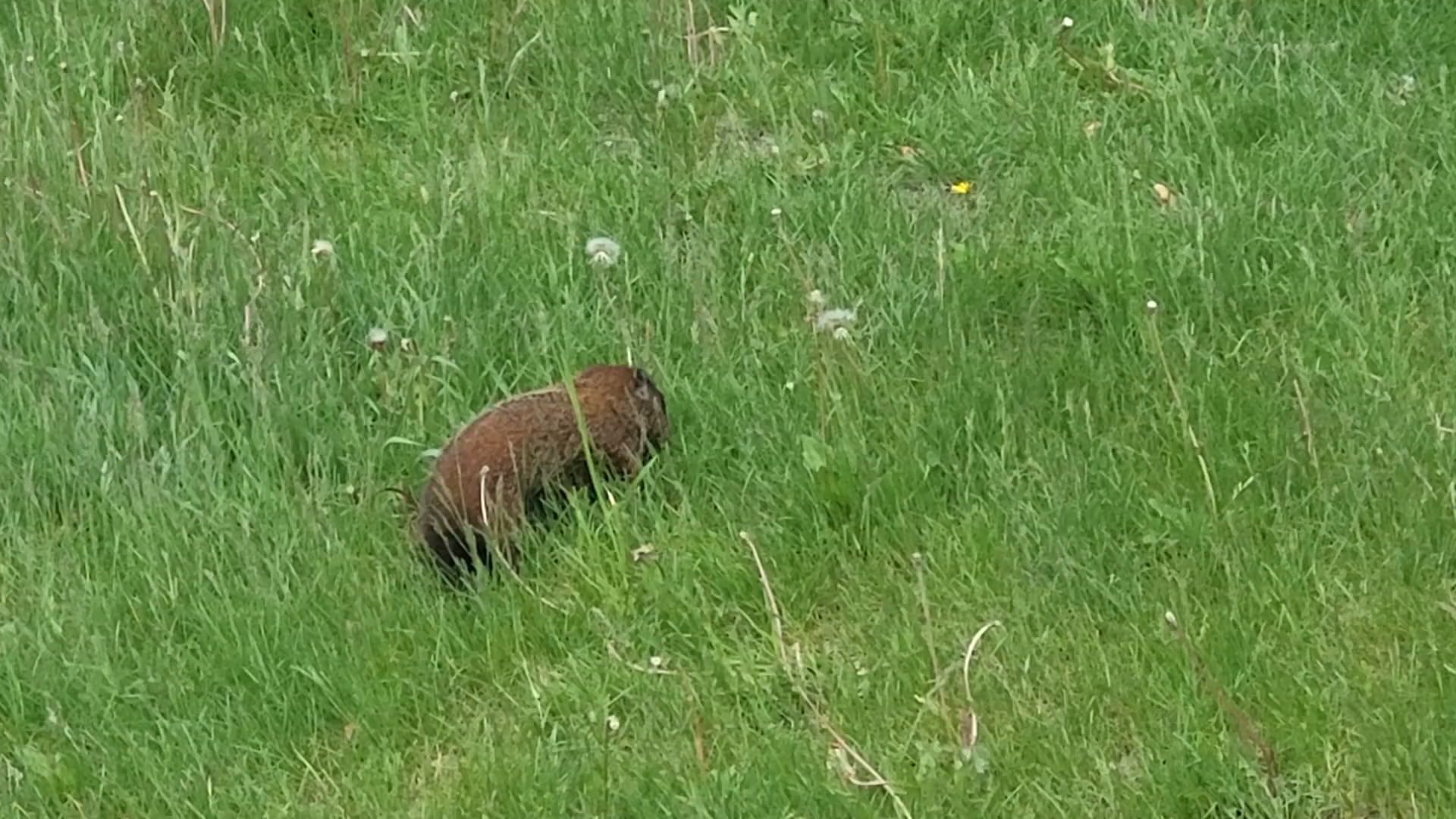 Groundhogs Object Detection Dataset by Galen Marsh
