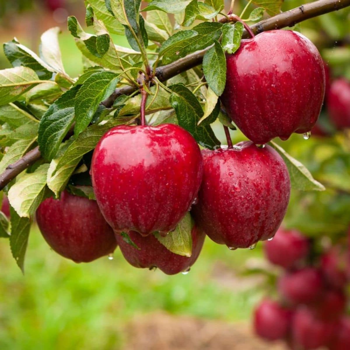 Fruits Detection Object Detection Dataset By Video Labeling