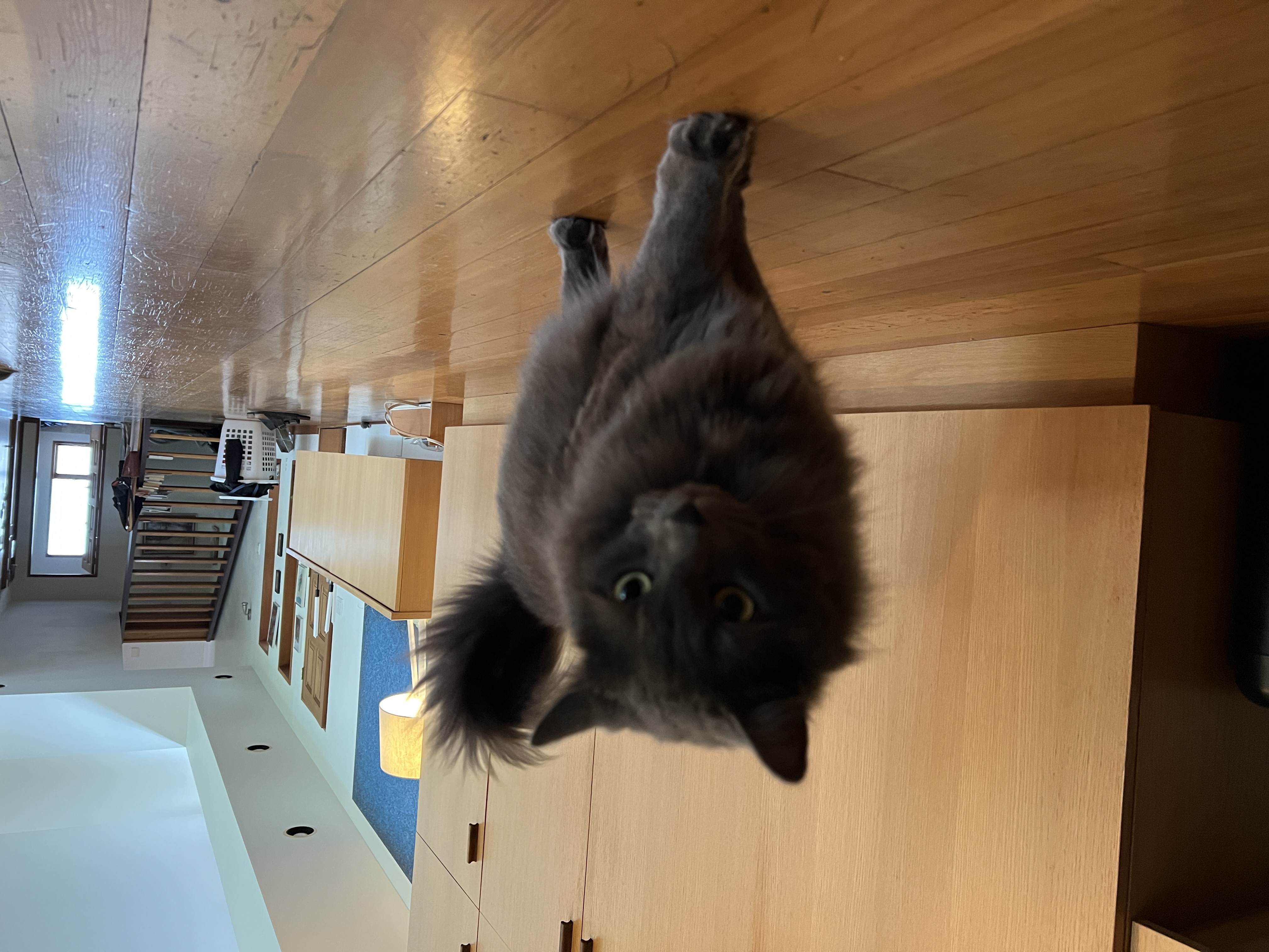 cat_detector Object Detection Dataset by Catfeeder