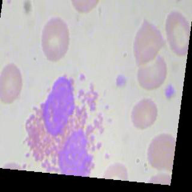 WBC Object Detection Dataset by WBCs