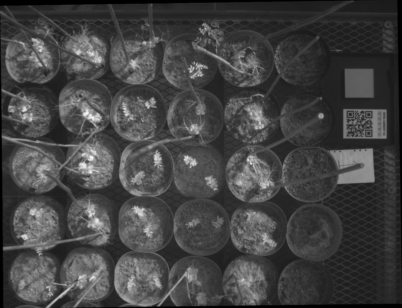 Multi Spectral Plants Instance Segmentation Model V1 2023 07 17 2 27pm By Greenhouse Plants