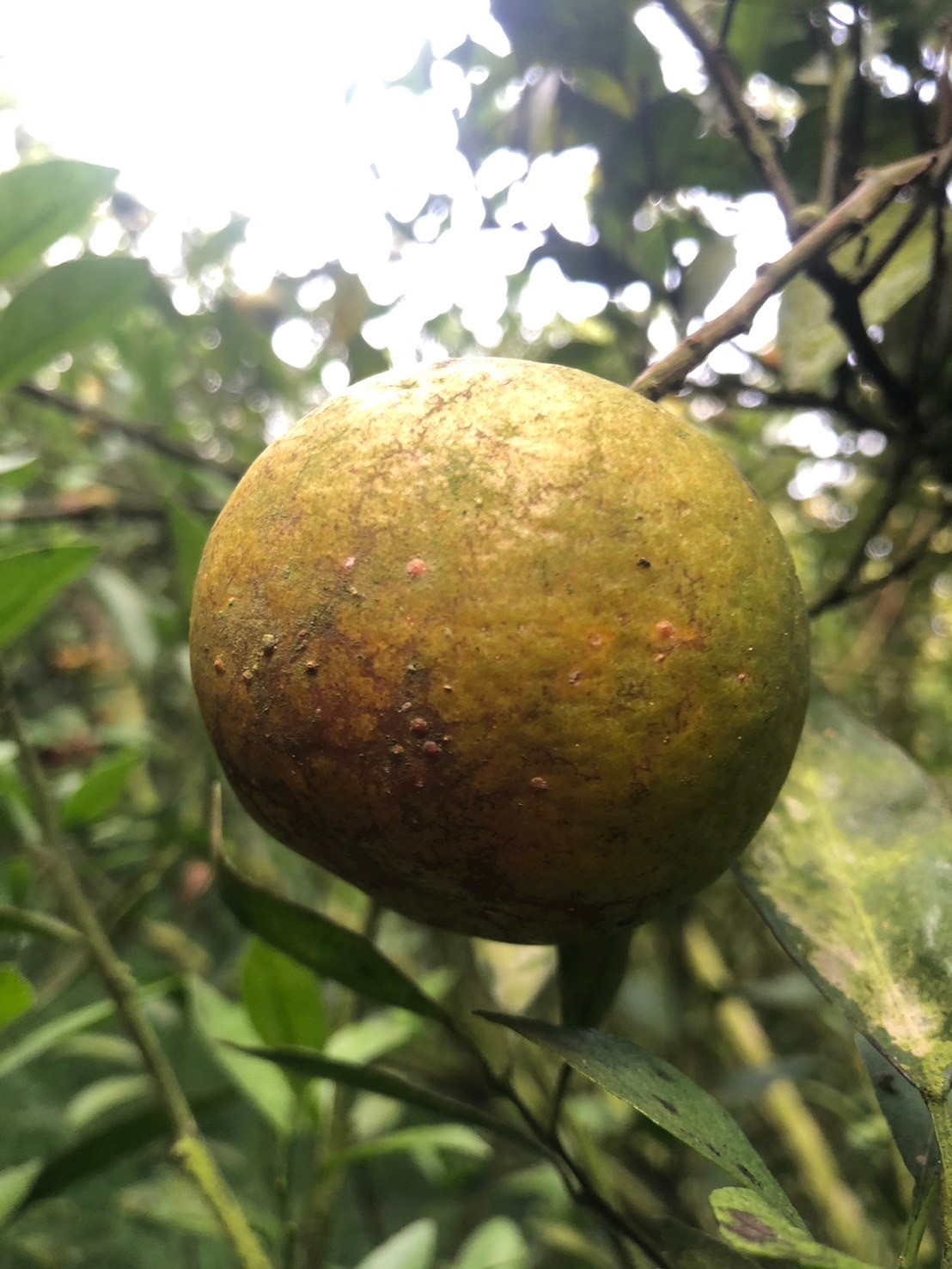 Citrus diseases Object Detection Dataset by Orange