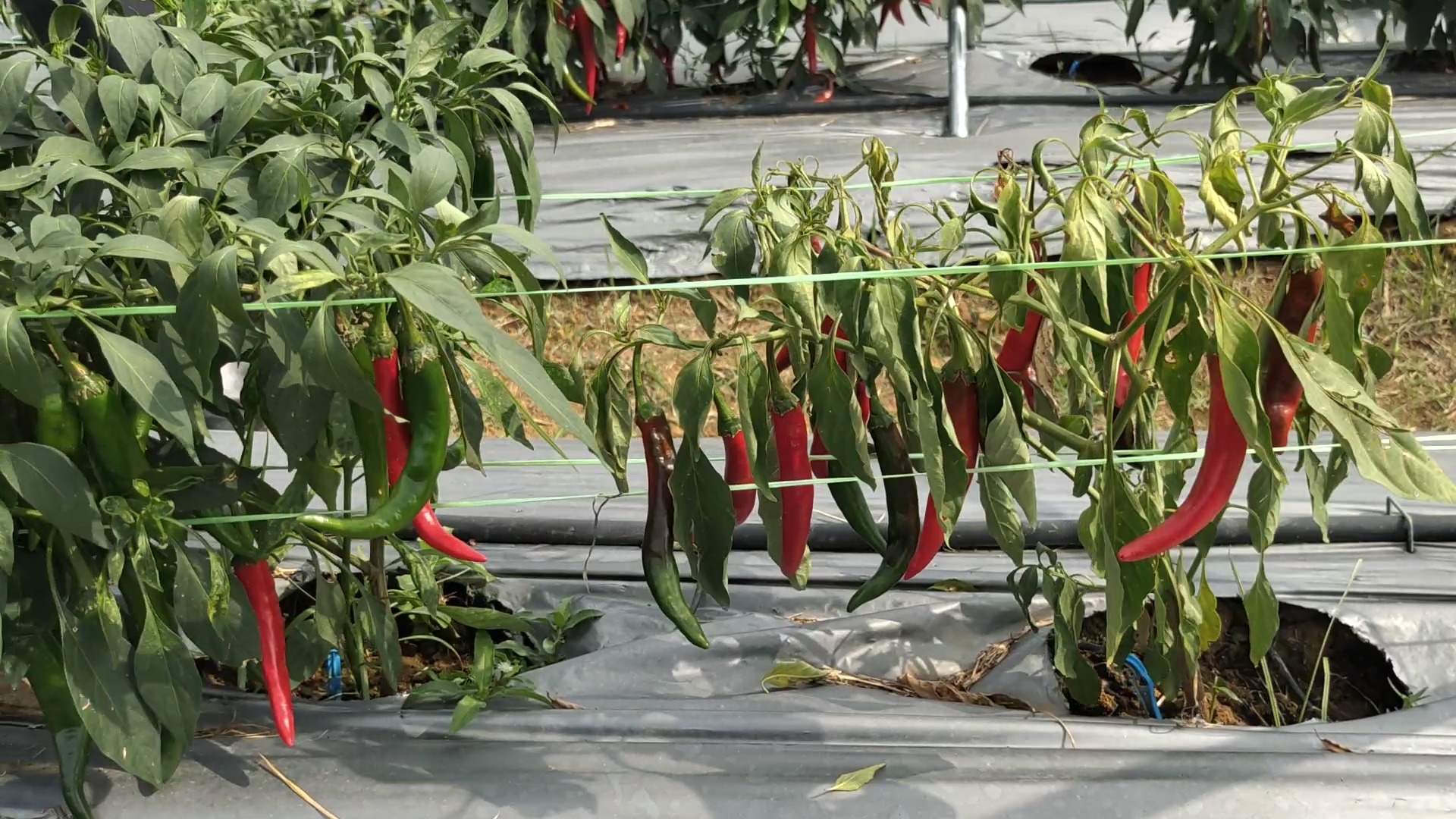 MARDI - Seri Chilli Detection Object Detection Dataset and Pre-Trained ...