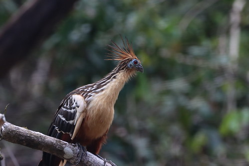 bird-detection Object Detection Dataset by parrot