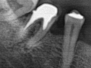 Shamiso - Roboflow Universe