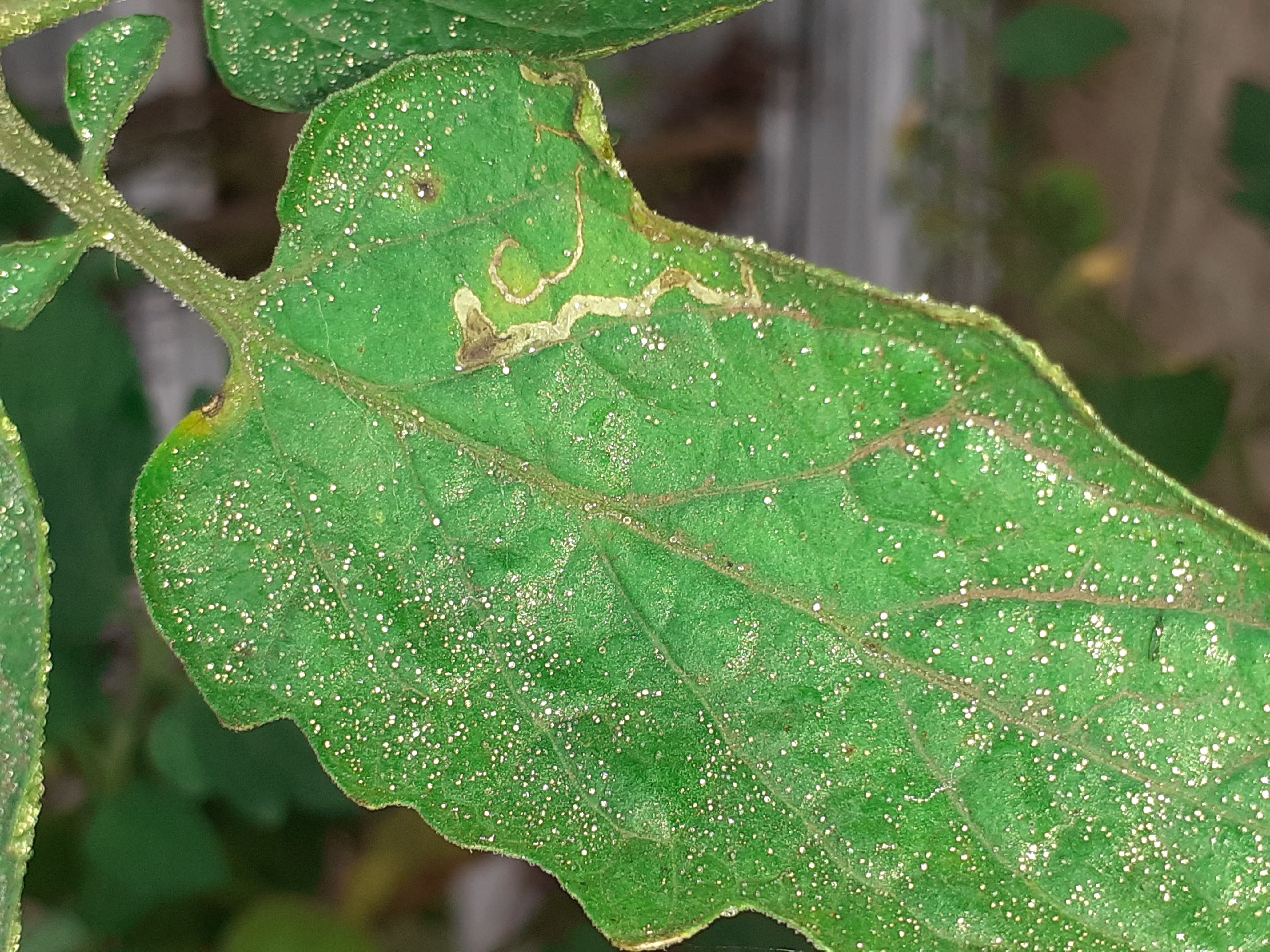 leaf (leaf-9dqqg) - Roboflow Universe