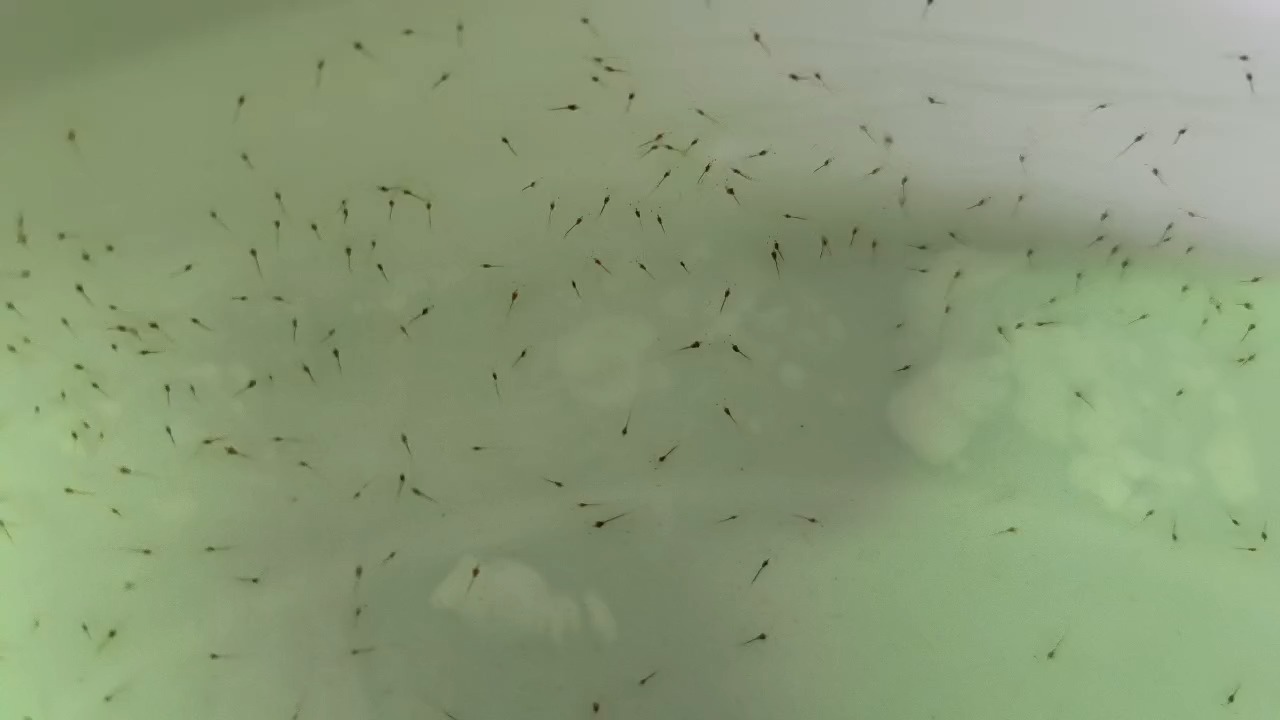 Shrimp Activity Detection Instance Segmentation Dataset And Pre Trained