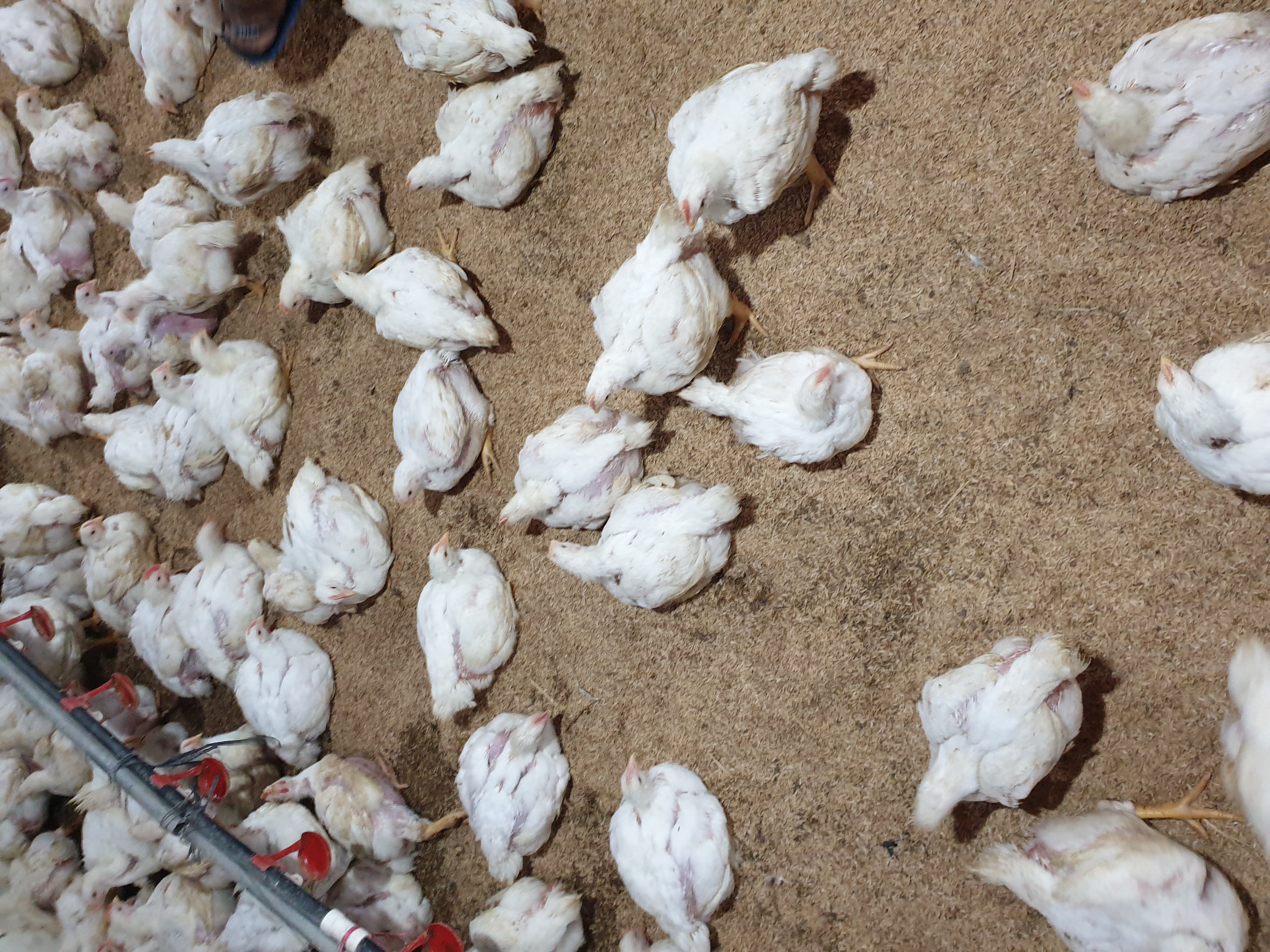 chicken-yolo Object Detection Dataset by OD