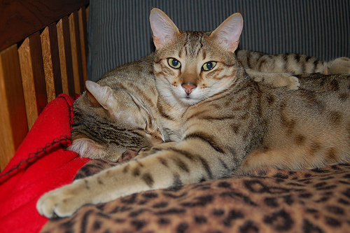 Social Code LLC - Roboflow Universe