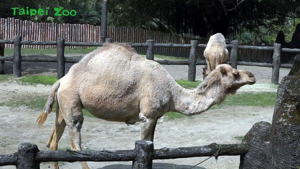 camel Object Detection Dataset by lab